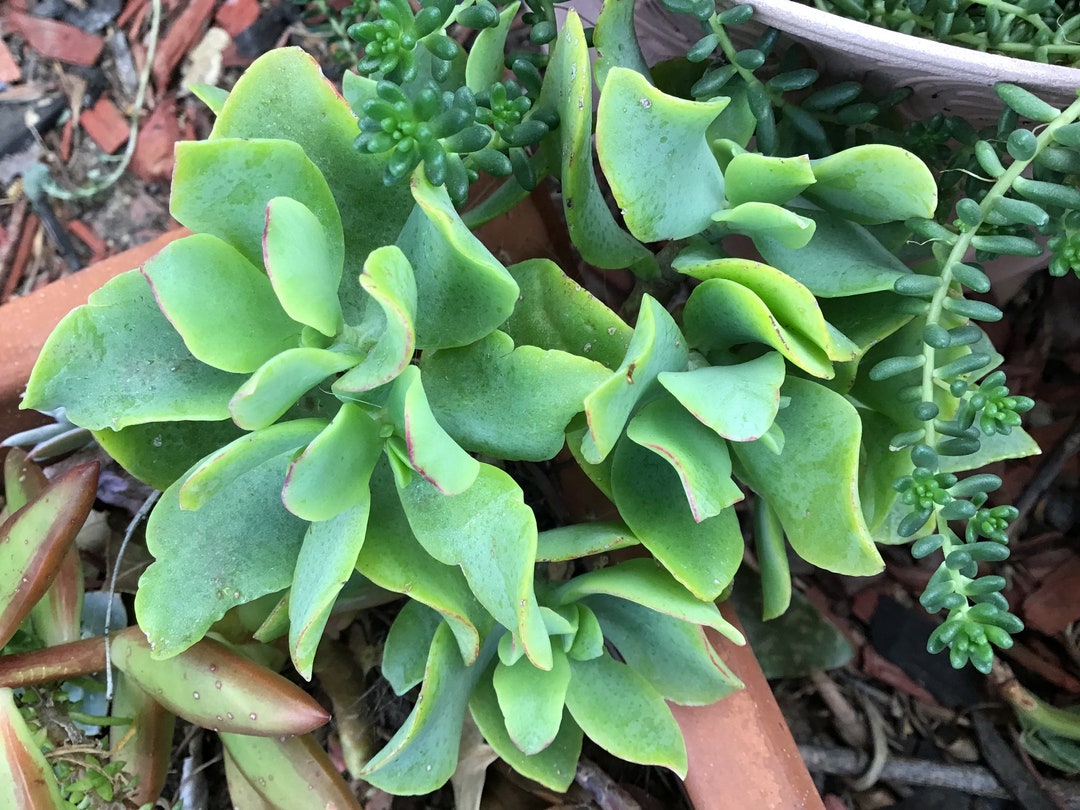 Ripple Jade Succulent Plant: Crassula Arborescens, Curly Jade - Etsy