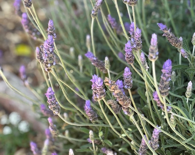 French Lavender Starter Plants - 3 Pack - Live Rooted - Etsy