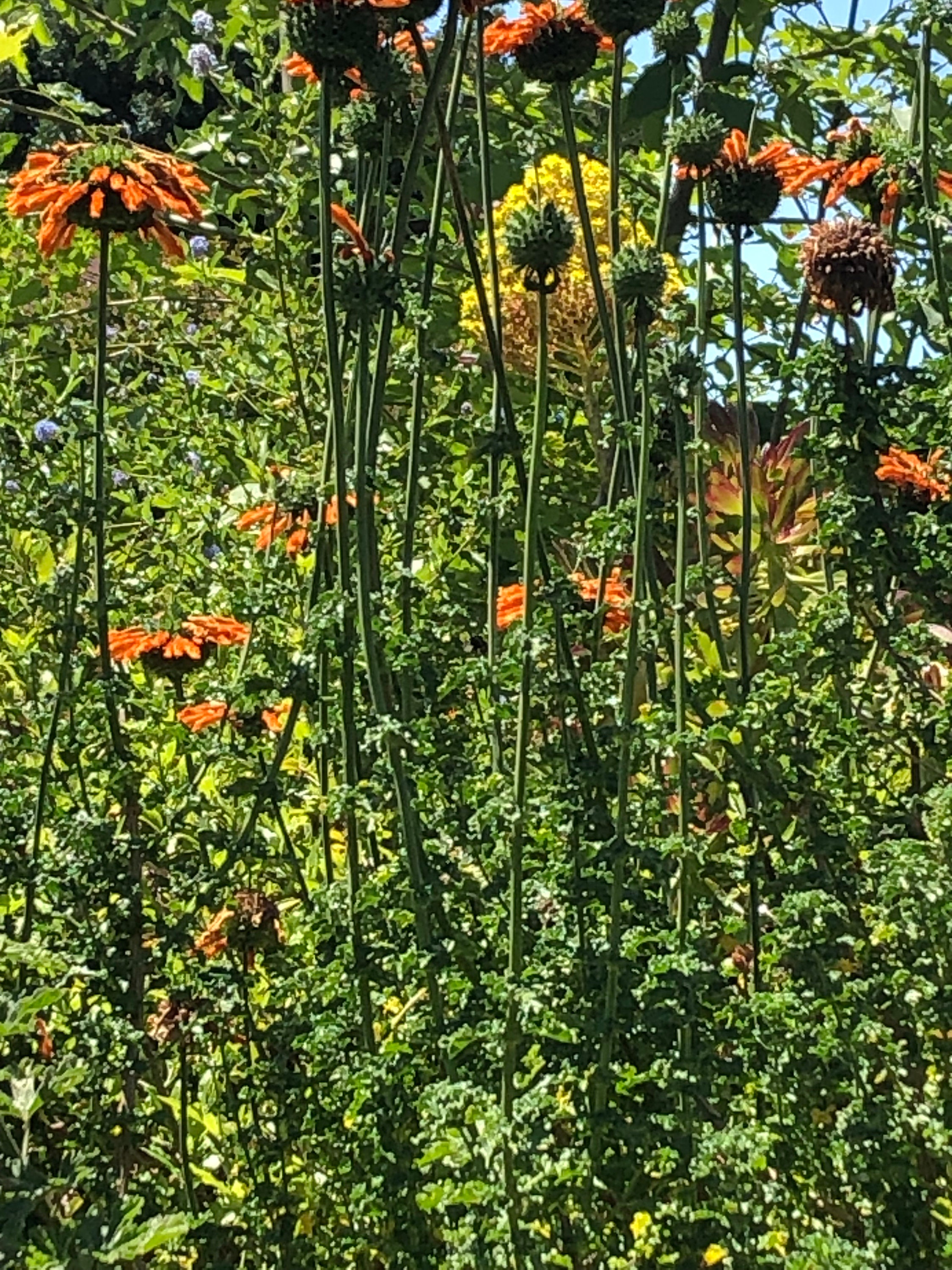 Dwarf Lion's Tail Plant/leonotis Menthifolia/lions Ear Rooted Live ...