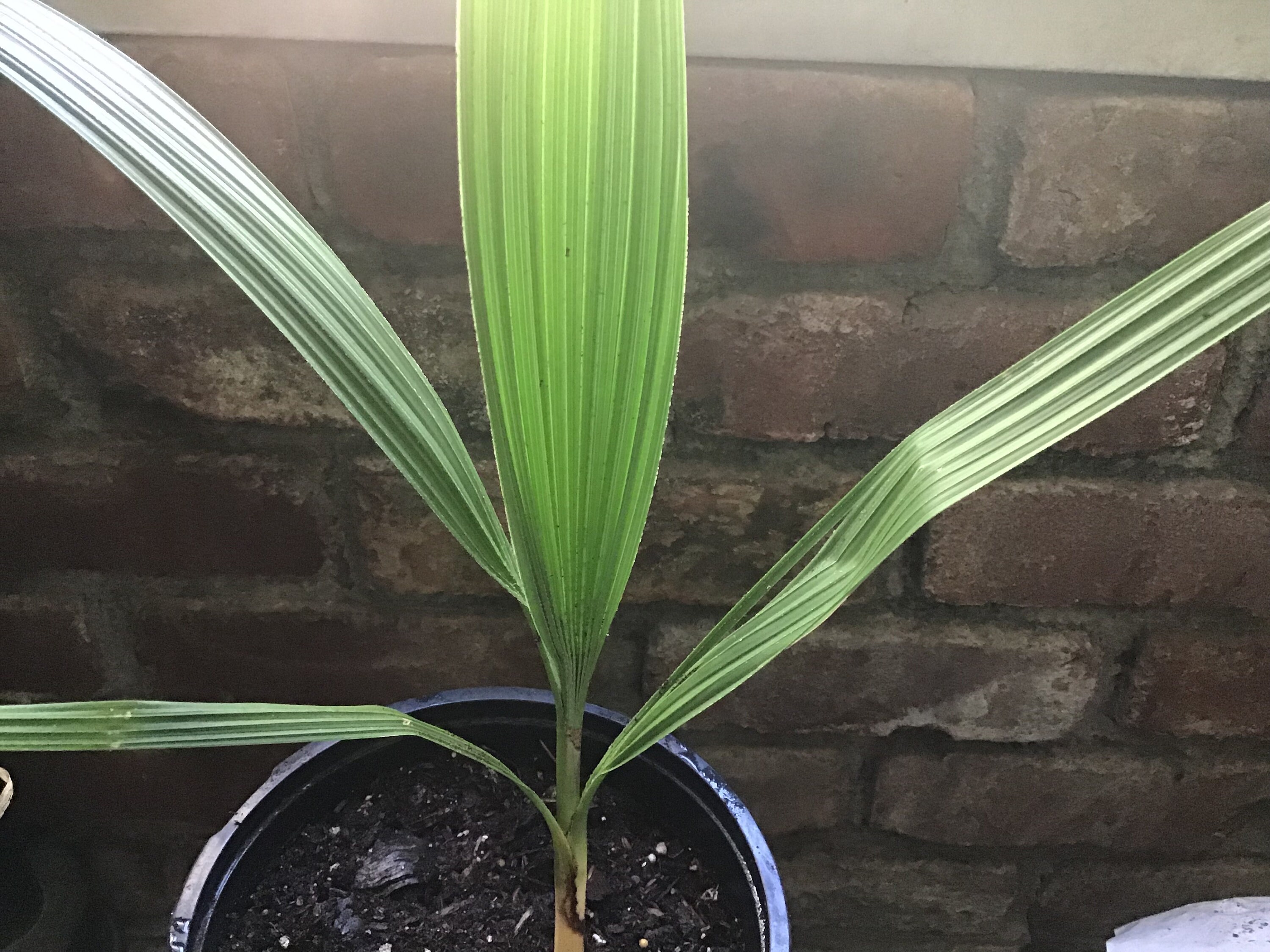 Mexican Fan Palm/ Washingtonia Seedling | Etsy