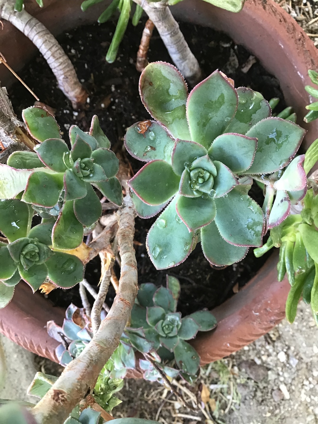 Aeonium Haworthii , Pinwheel Succulent 3" Wide Cutting - Etsy