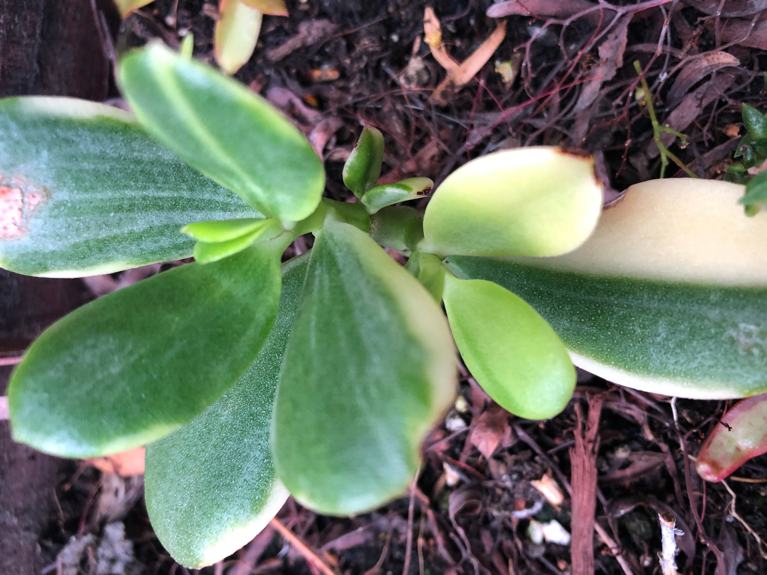 Lemon Lime Jade Variegated Jade Tri Color Jaderooted - Etsy
