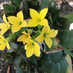 Pink/ Orange/ Yellow/ Purple Kalanchoe Live Plant or Cutting - Etsy