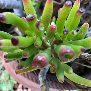 Crassula Ovata 'skinny Fingers', Coral Jade - Etsy