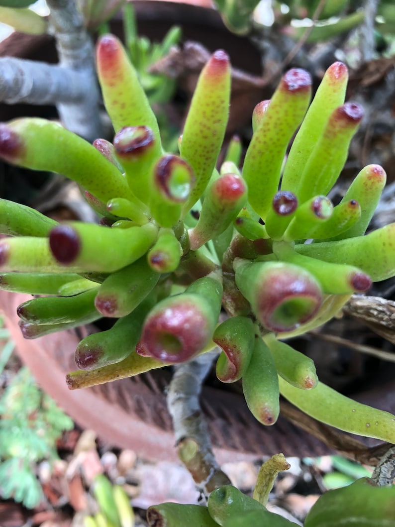 Crassula Ovata 'skinny Fingers', Coral Jade - Etsy