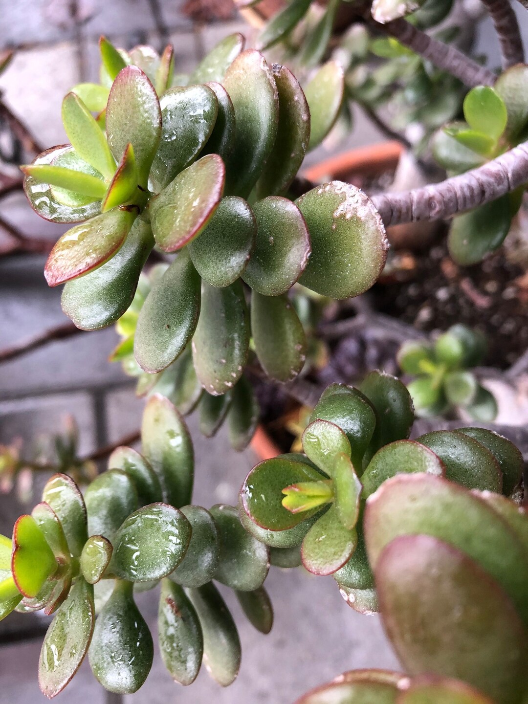 Dwarf Mini Jade Crosby's Compact Rooted OR Cutting - Etsy