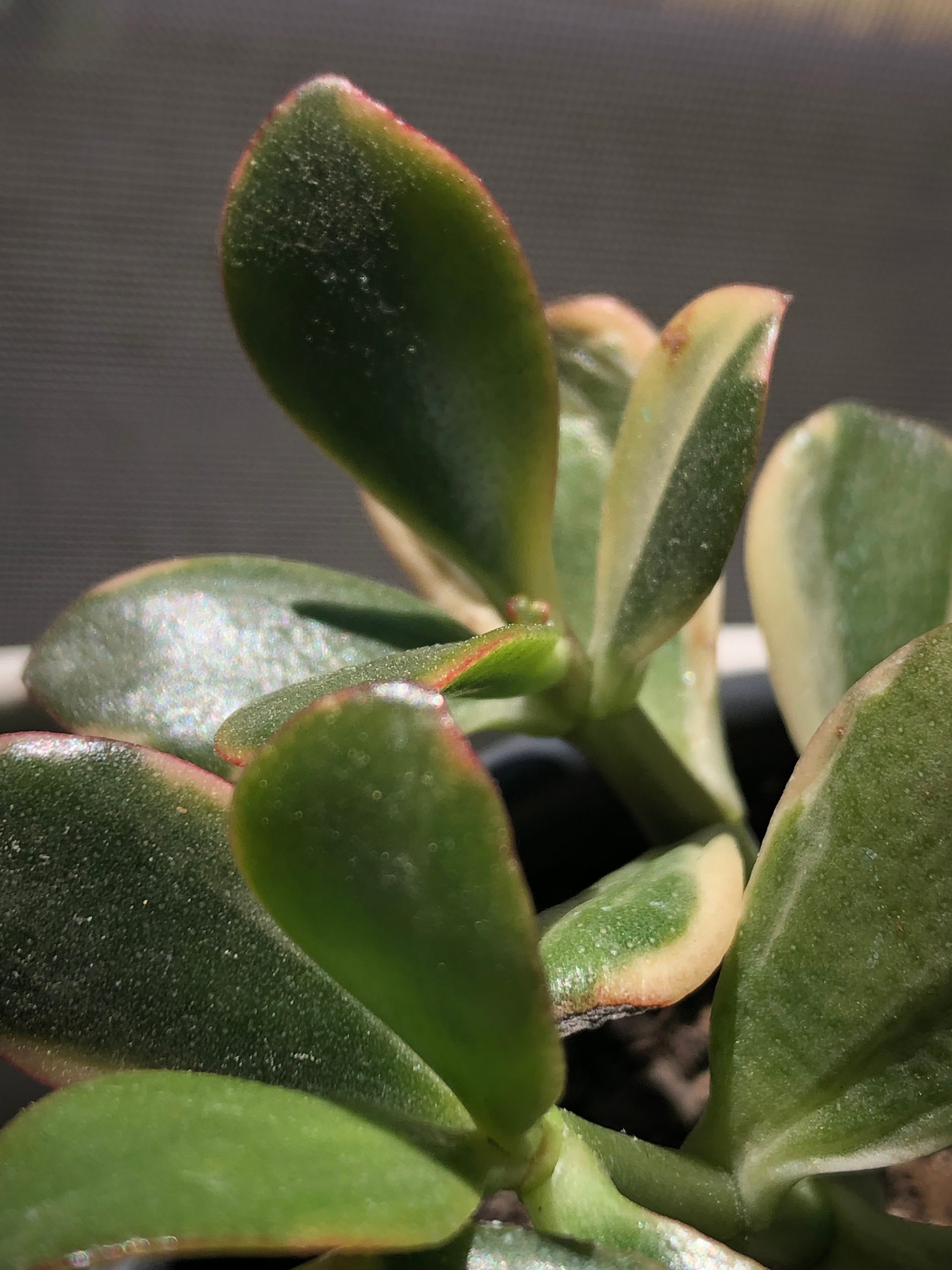 Lemon Lime Jade Variegated Jade Tri Color Jaderooted - Etsy