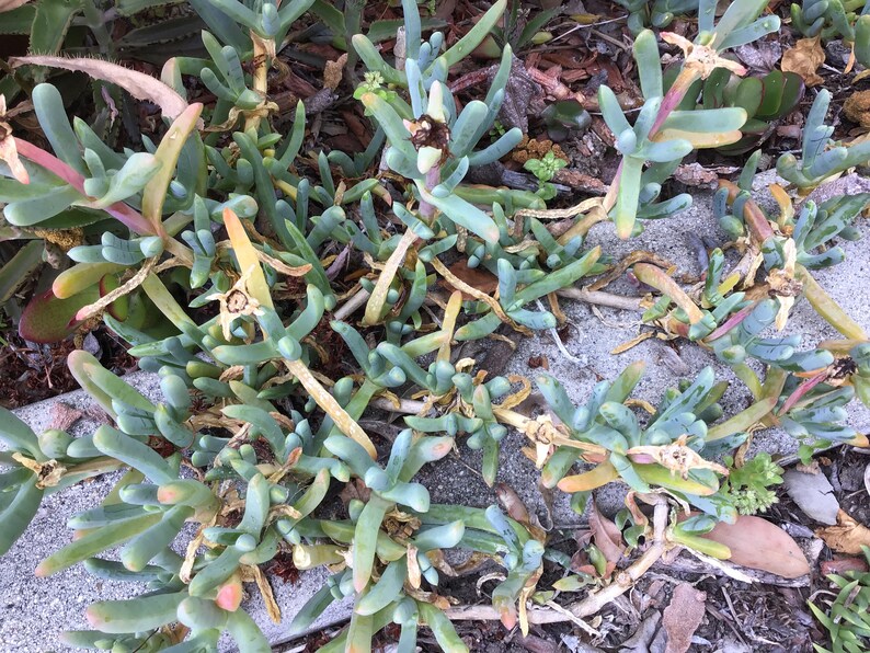 Malephora Crocea, Coppery Mesemb, Red Ice Plant Cuttings - Etsy
