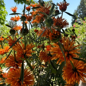 Lion's Tail Plant/leonotis Leonurus 5” Rooted Plant - Etsy
