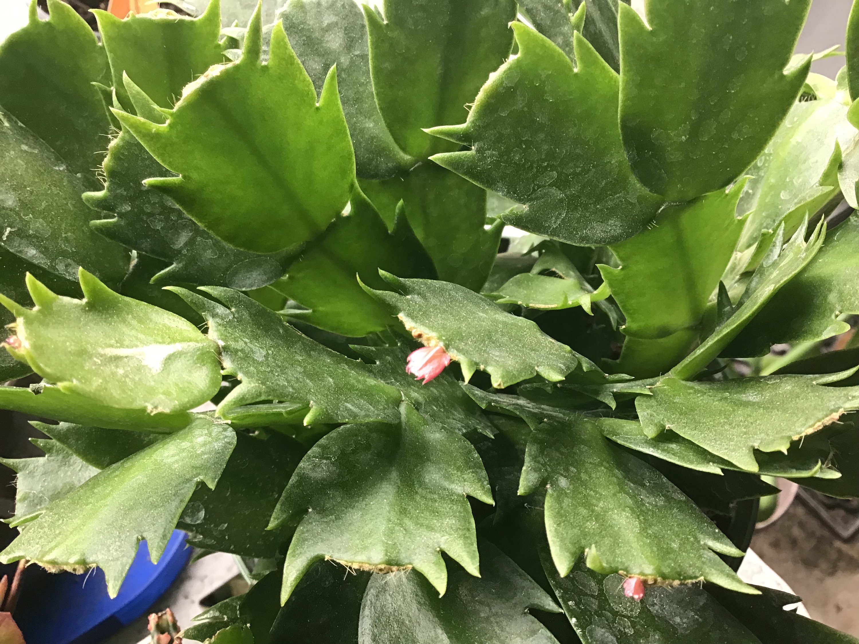 Thanksgiving Cactus Zygo Cactus Holiday Cactus White - Etsy