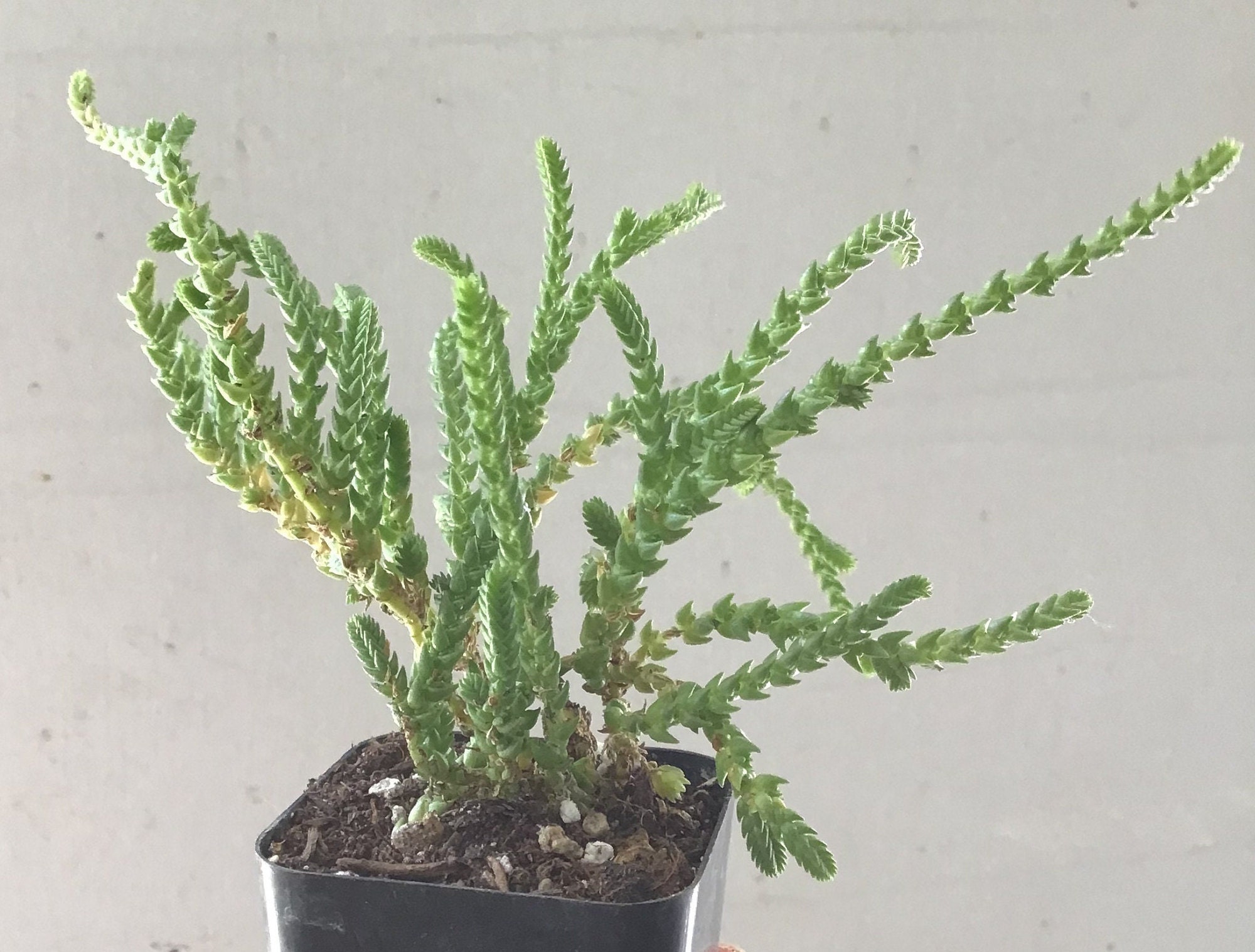 Crassula Muscosa, Watch Chain Succulent, Zipper Plant, Toy Cypress ...