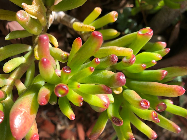 Crassula Ovata 'skinny Fingers', Coral Jade - Etsy