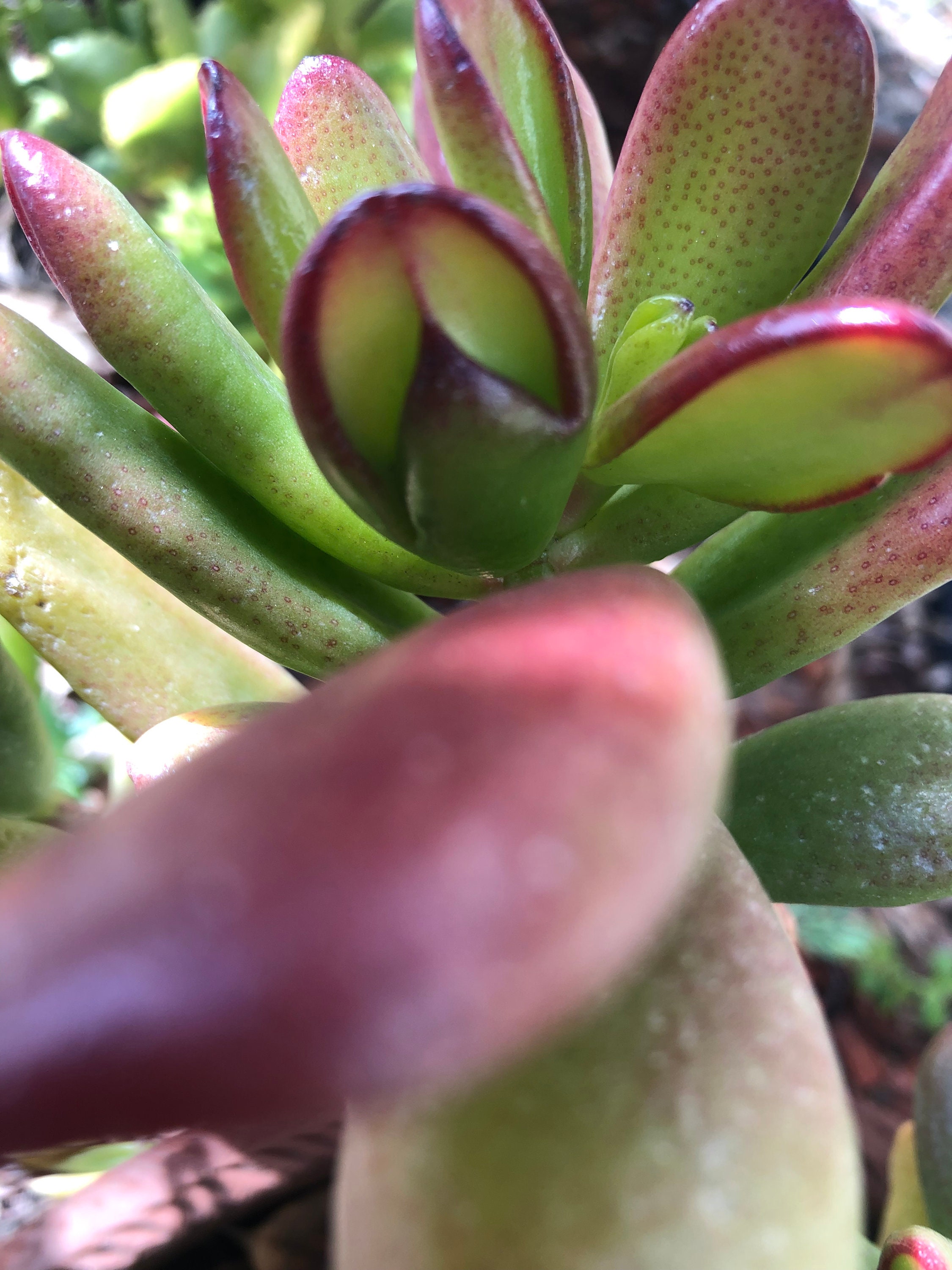 Gandalf Jade ,shreks Ears , Hobbit Plant, Crassula Ovata Gandalf ...