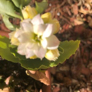 Pink/ Orange/ Yellow/ Purple Kalanchoe Live Plant or Cutting - Etsy