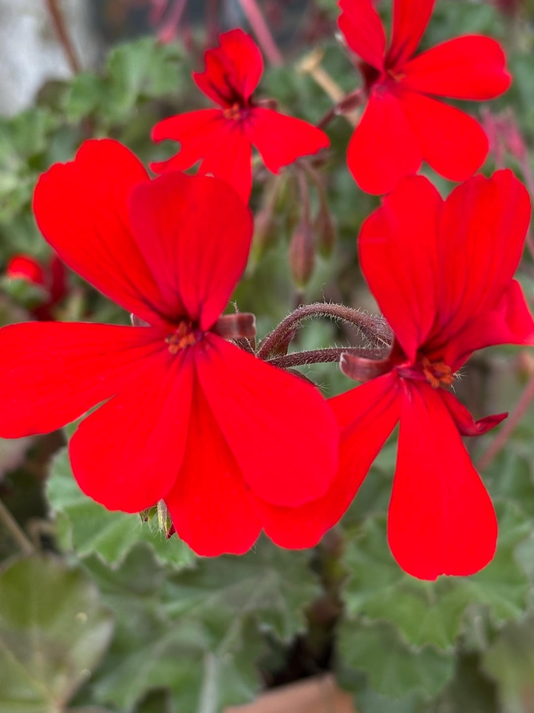 Red Ivy Geranium Live Rooted Plant OR Cutting (NO ROOTS) - Etsy