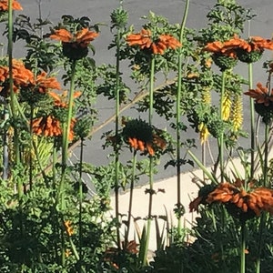 Dwarf Lion's Tail Plant/leonotis Menthifolia/lions Ear Rooted Live ...