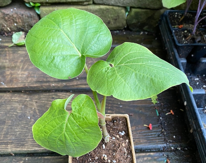 Hoja Santa - Piper Auritum Plant - Rootbeer Plant, Mexican Pepperleaf ...