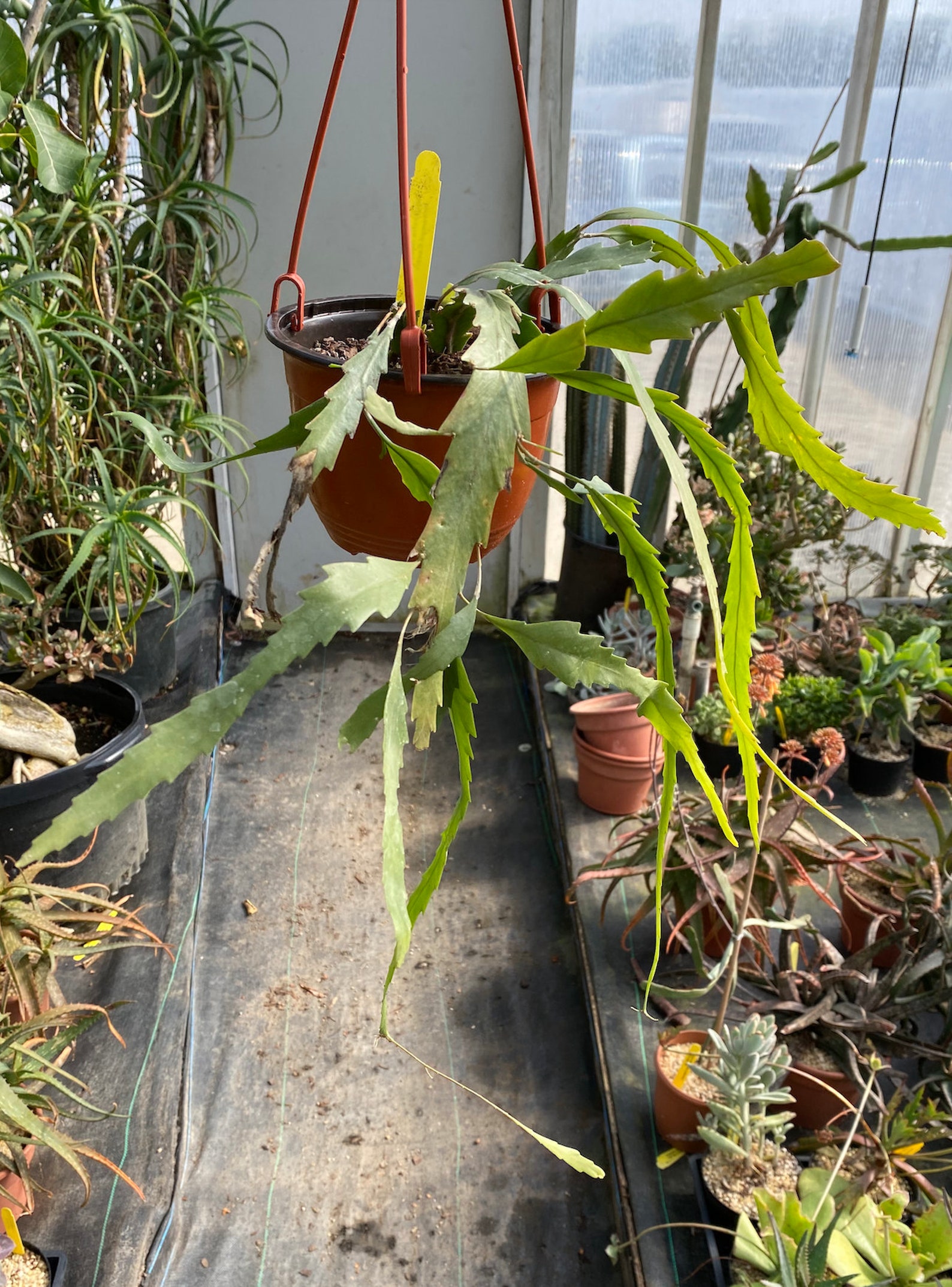 Rhipsalis Houlletiana 'snowdrop Cactus' 6 - Etsy