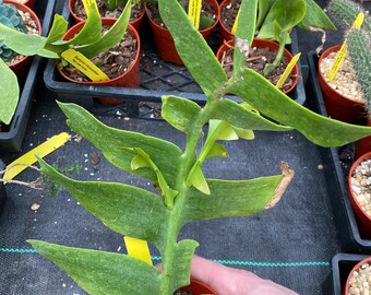 Epiphyllum Shark Fin - Etsy