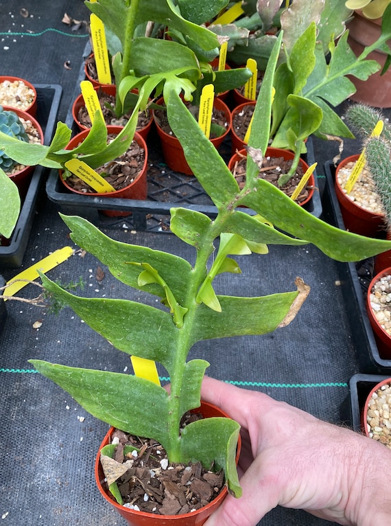 4 Pot Epiphyllum chrysocardium/Selenicereus Chrysocardium/Shark fin ...