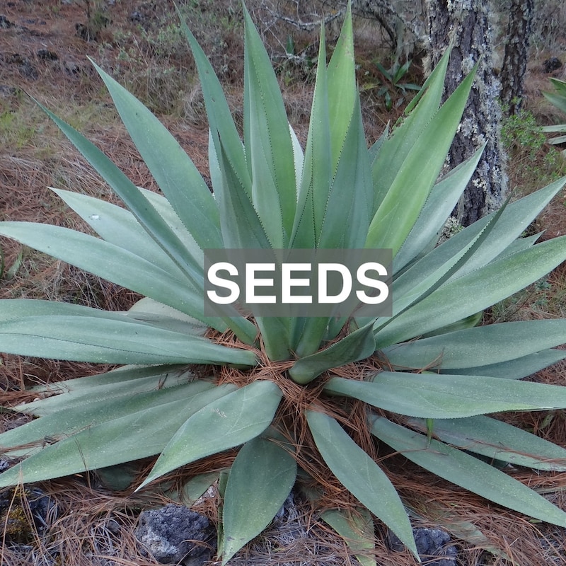 Agave Seeds - Etsy
