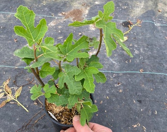 Dwarf Fig Tree | Etsy