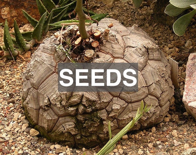 Dioscorea Elephantipes Seeds - Etsy