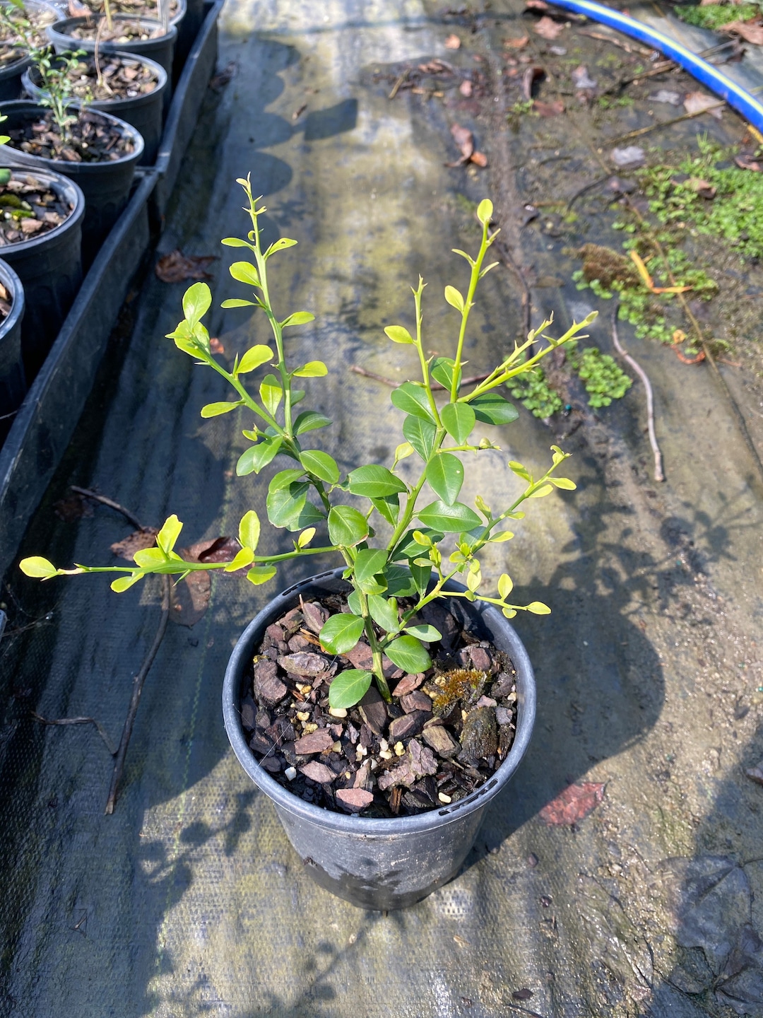 Australian Finger Lime Tree, Citrus Australasica - Plant in 1 Quart ...