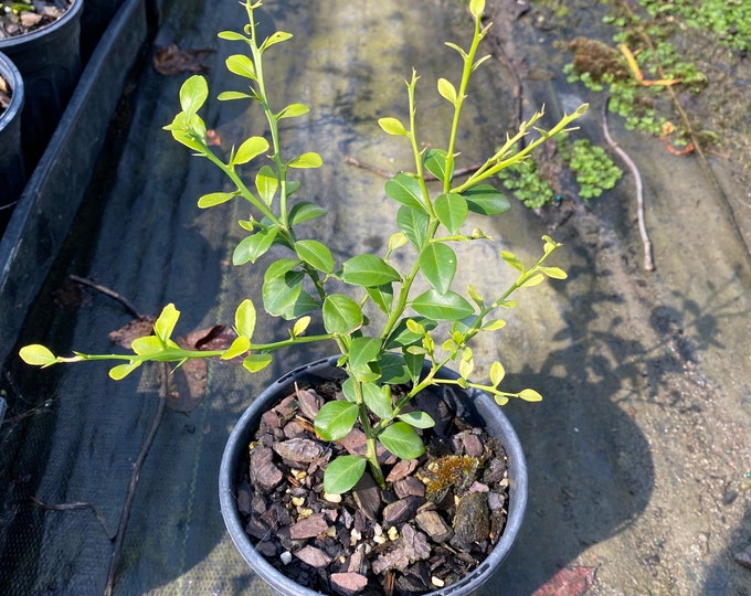 Australian Finger Lime Tree, Citrus Australasica - Plant in 1 Quart ...