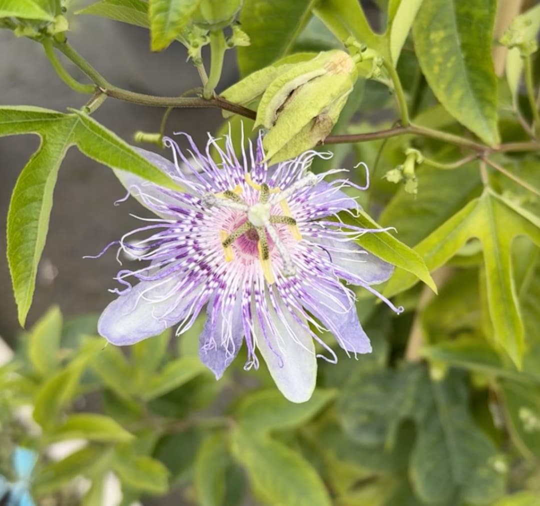 Ammon's Blue Passion Flower - Passiflora Incarnata 'amon's Blue' #3 Gal ...