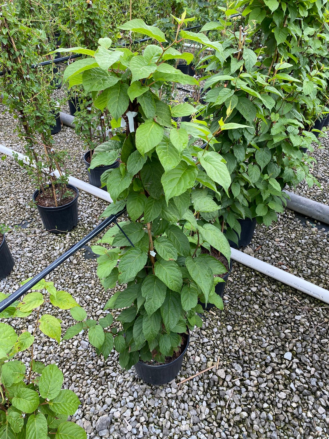 Actinidia Arguta 'issai' (hardy Kiwi Vine) - 3 Gal Pot - Self Fertile ...