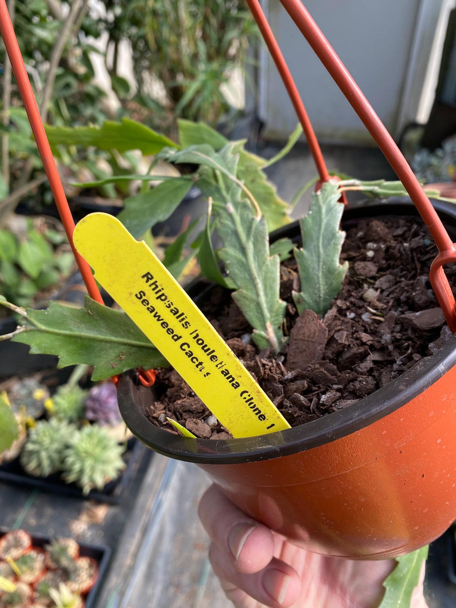 Rhipsalis Houlletiana 'snowdrop Cactus' 6 - Etsy