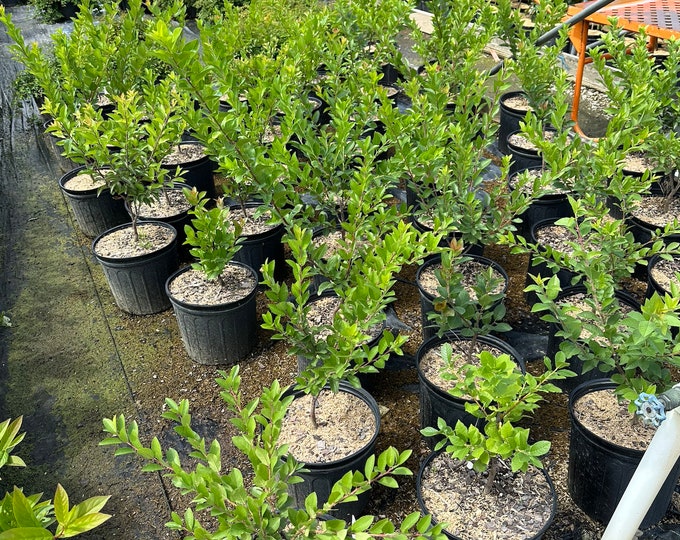 Beach Plum - Prunus Maritima 3 Gallon Pot - Etsy