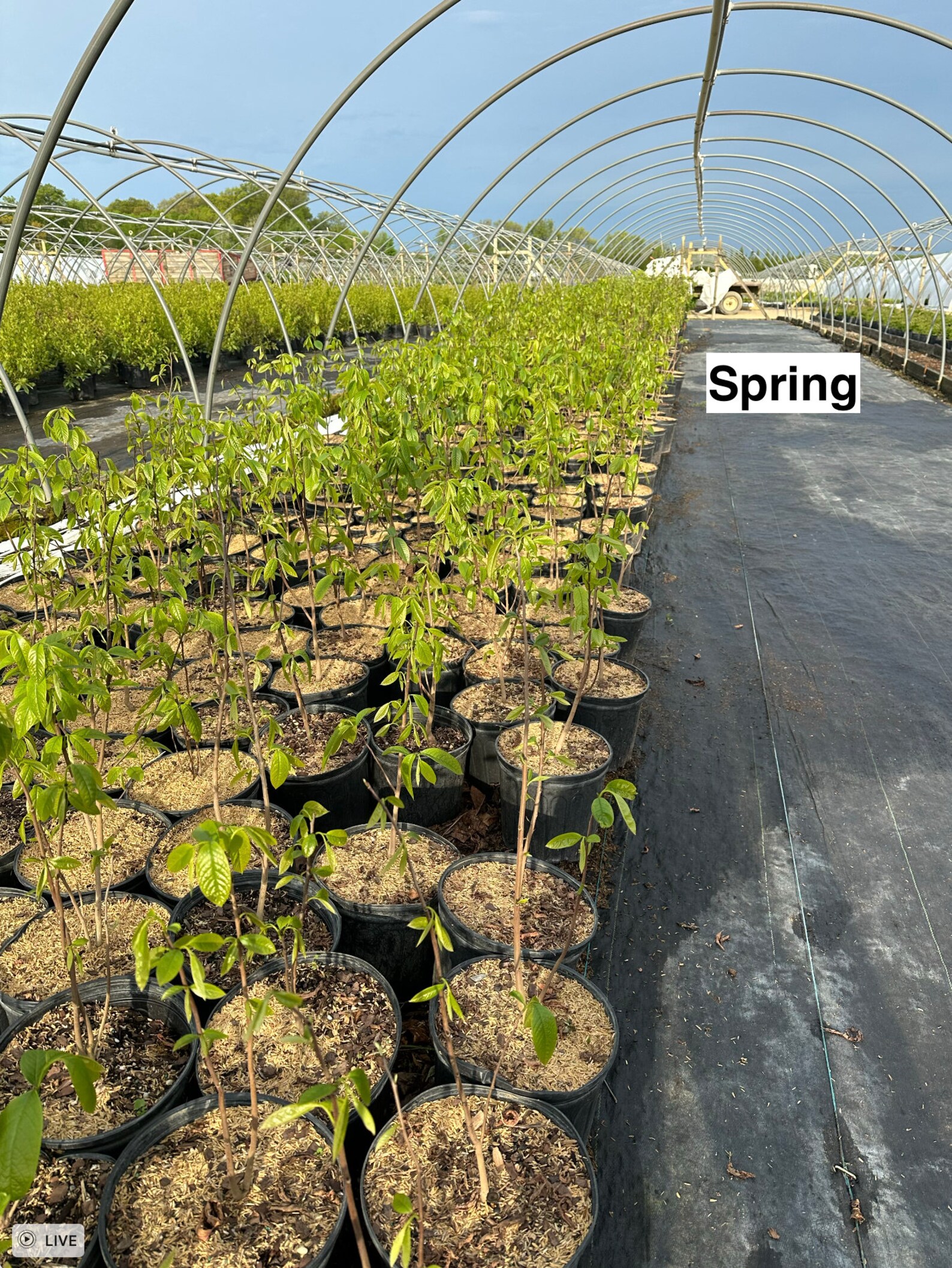 Pawpaw Tree, Asimina Triloba - 3 Gallon Container - Seed Grown - Etsy