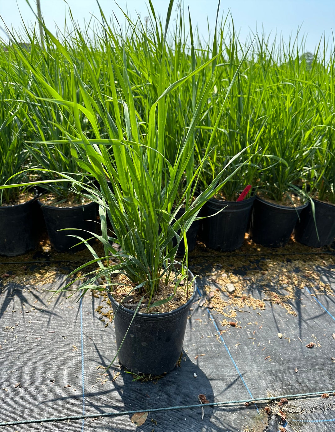 Sweetgrass Hierochloe Odorata 1 Gal Container Etsy