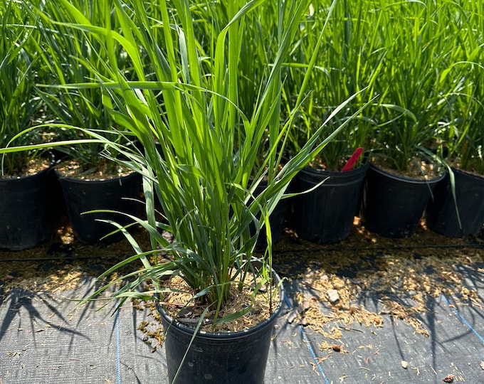 Sweetgrass Hierochloe Odorata 1 Gal Container Etsy