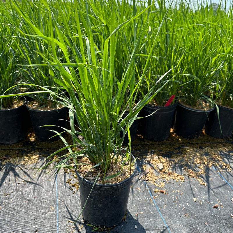 Sweetgrass Braid - Etsy