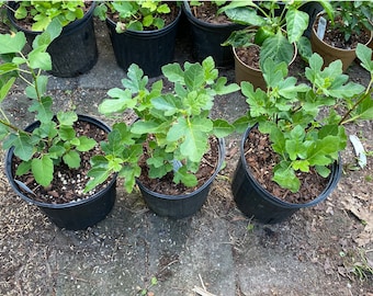 Dwarf Fig Tree - Etsy