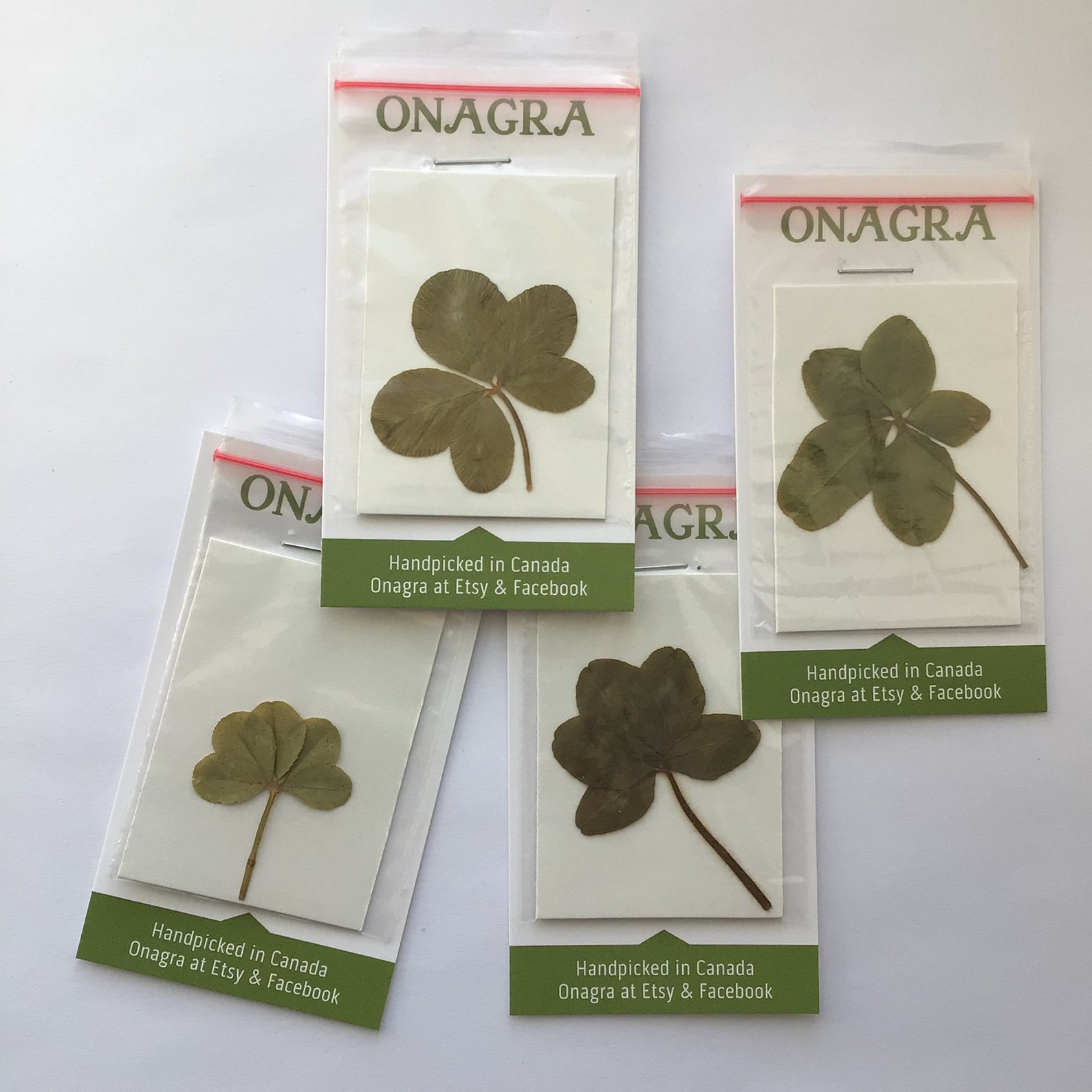 RARE Genuine Real Pressed Dried Five Leaf Clover Birthday - Etsy Canada