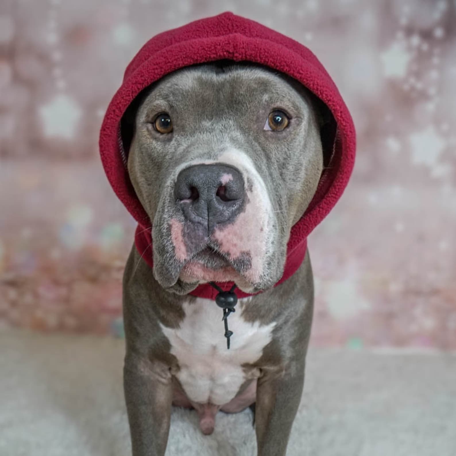 Red Pitbull Snood Hoodie | Dog Ear Protection Hat, Neck Warmer, Scarf ...