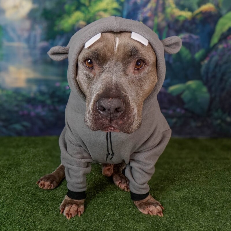 Pitbull Costume - Etsy