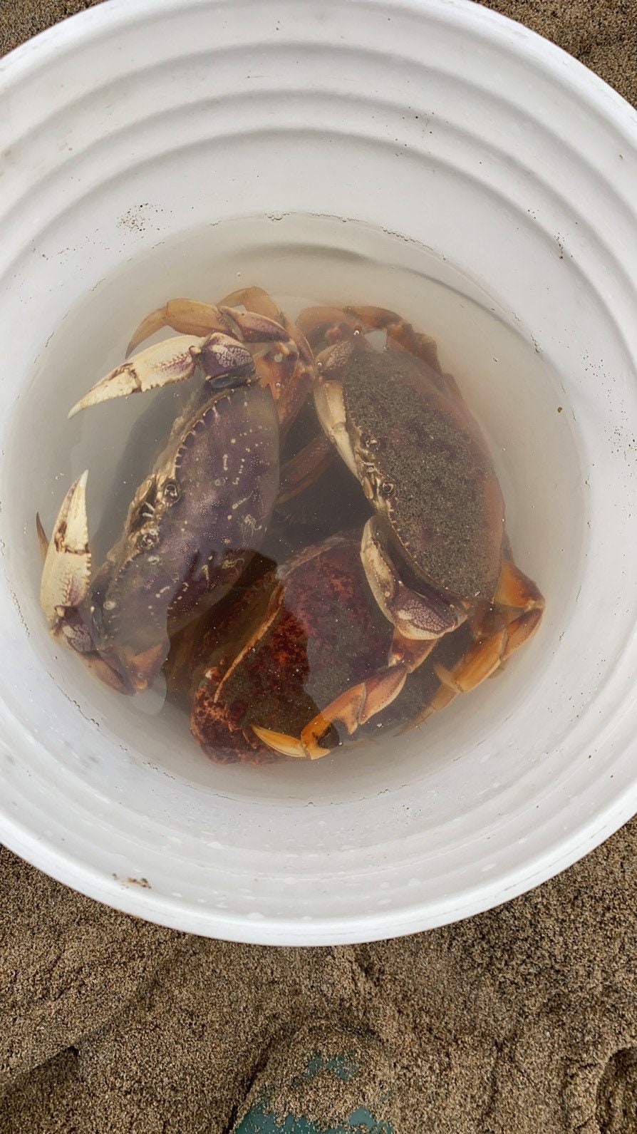 Hand-made Crab Snares - Etsy