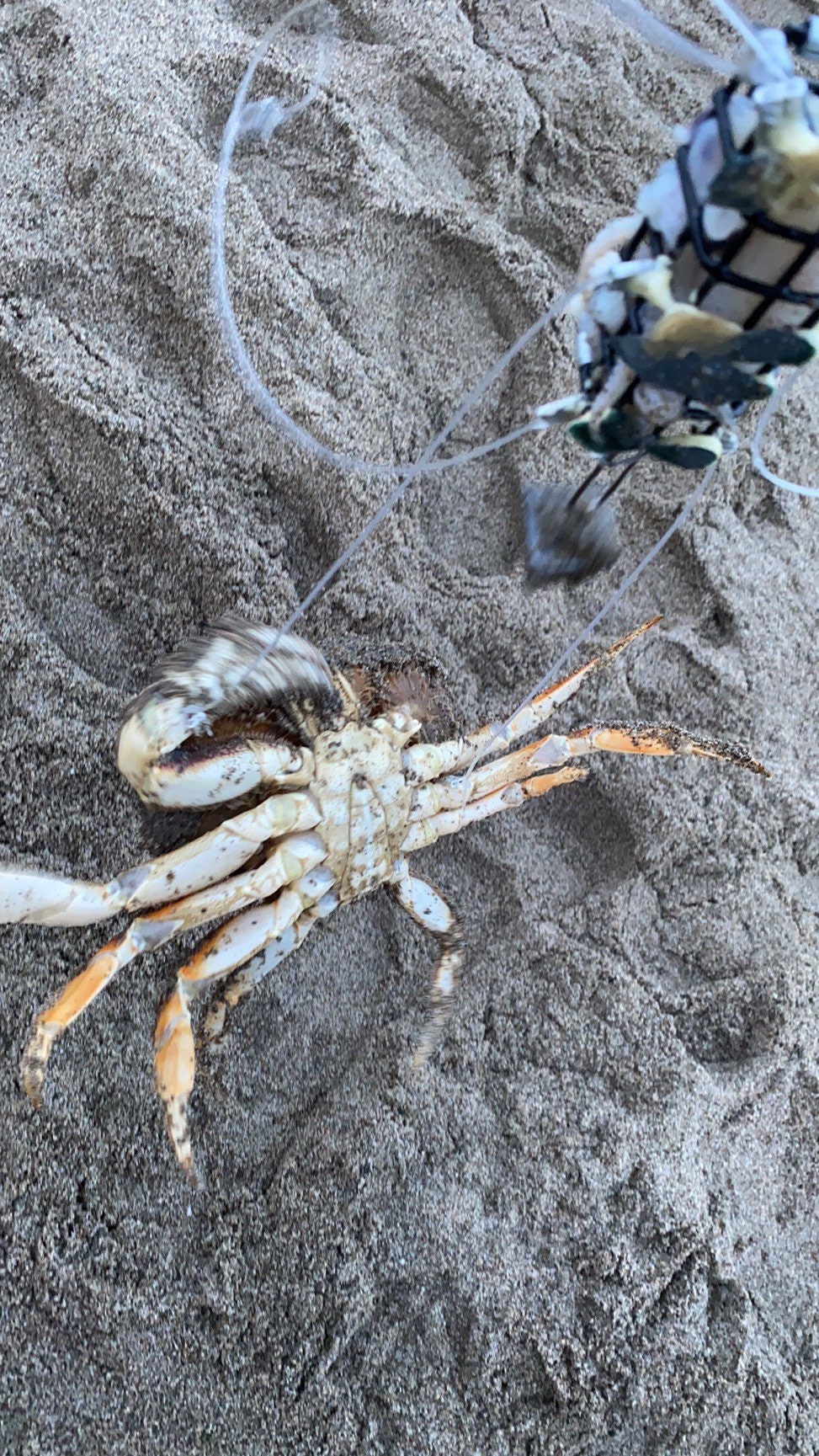 Hand-made Crab Snares - Etsy