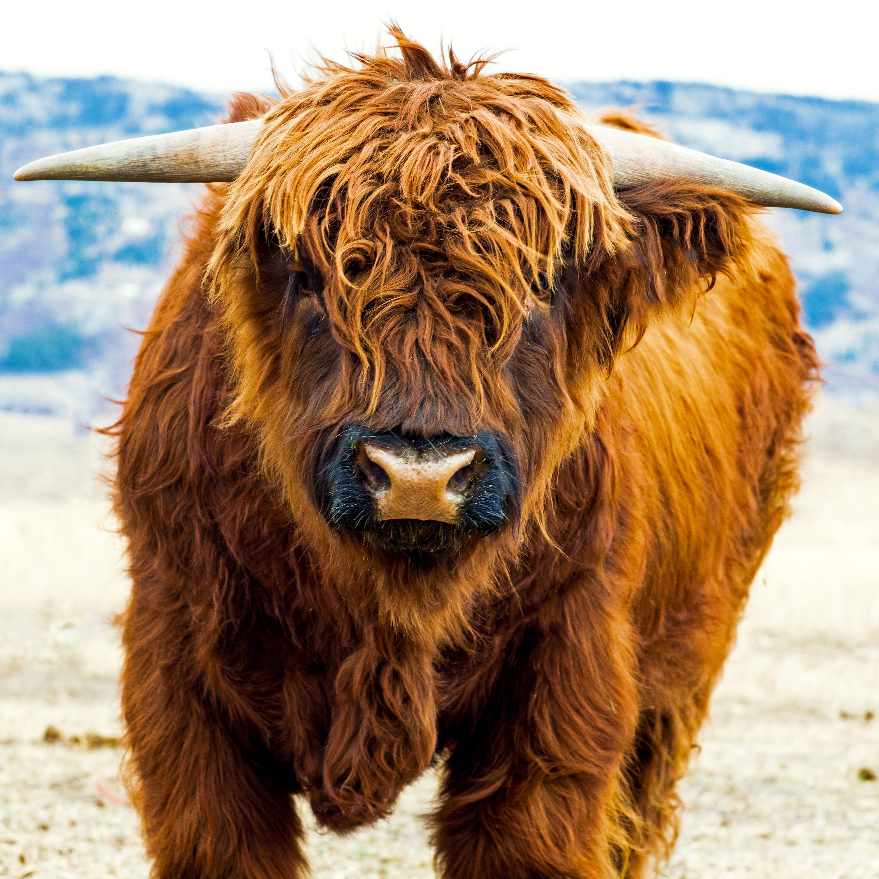 Scottish Highlander Bull Cattle Photo Digital Download - Etsy