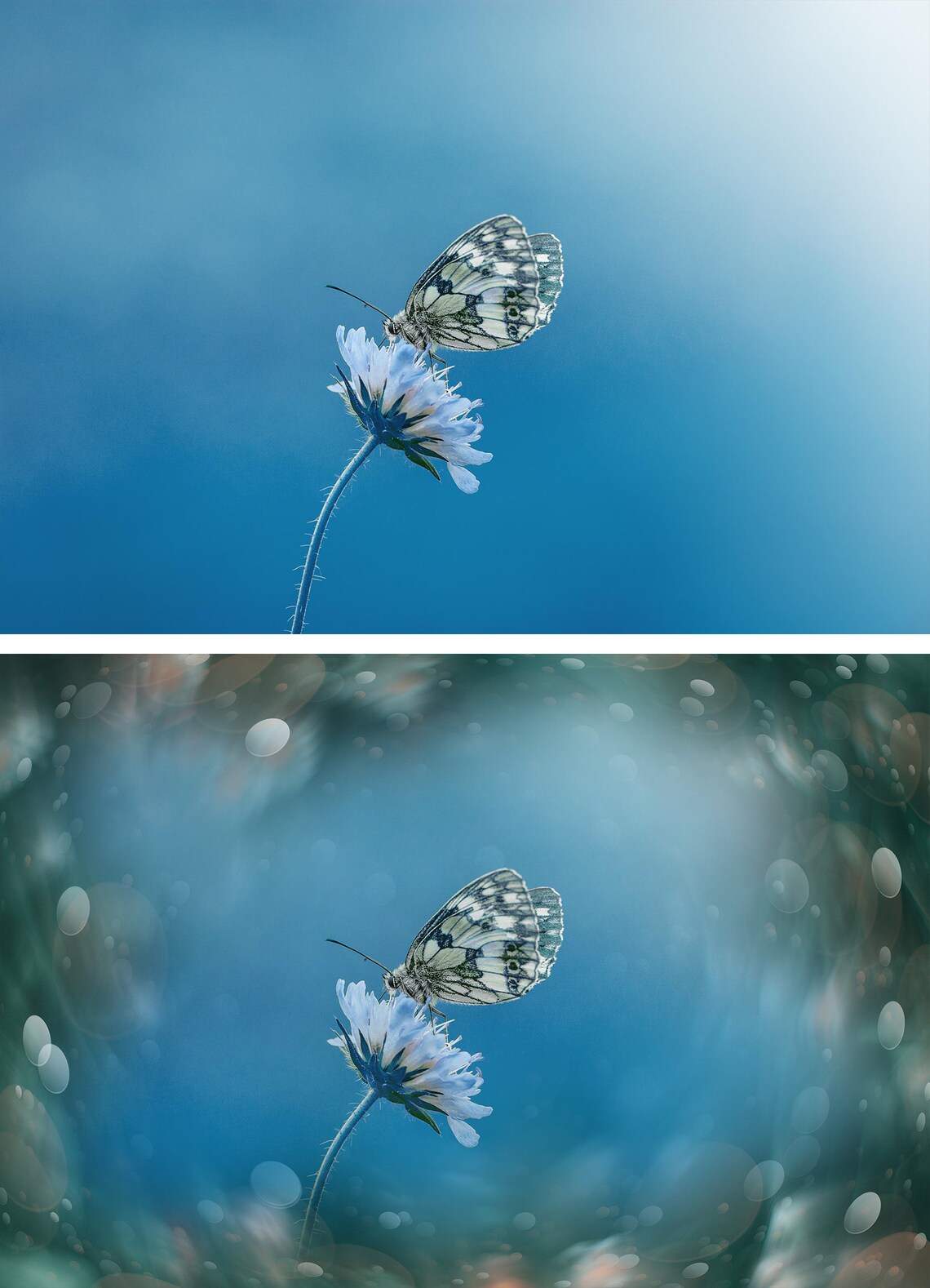 10 Swirly Bokeh Overlays Photoshop Overlays Blossom Flowers - Etsy