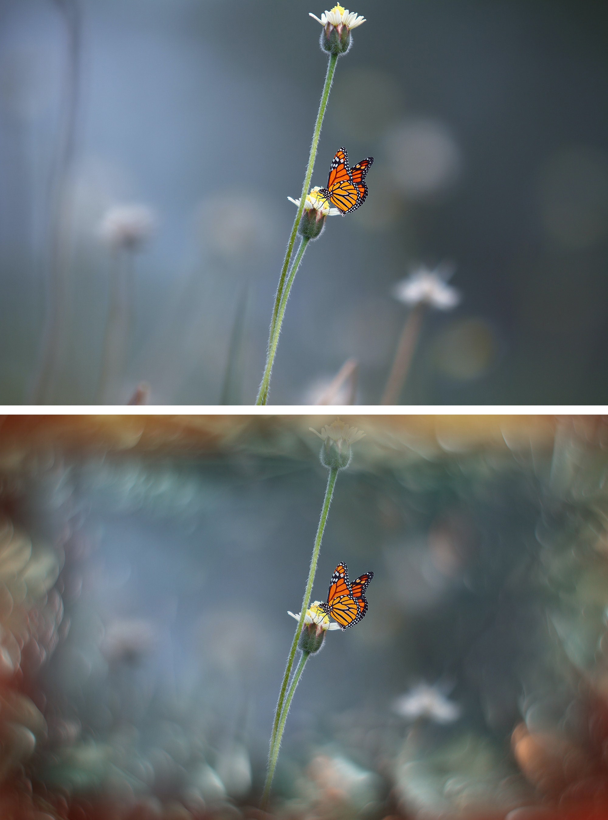 10 Swirly Bokeh Overlays Photoshop Overlays Blossom Flowers | Etsy