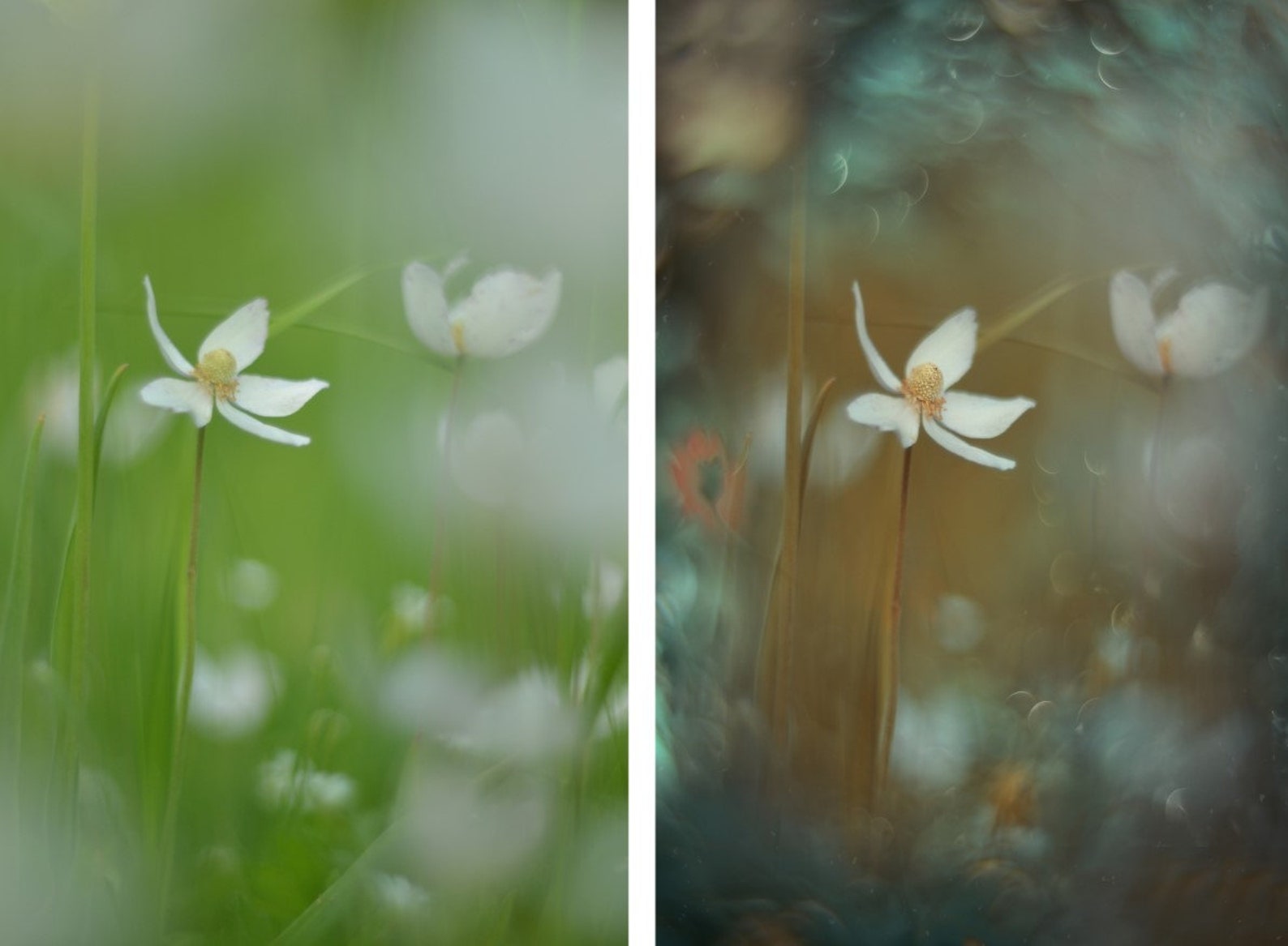 35 Helios Bokeh Overlays Photoshop Overlays Blossom Flowers | Etsy