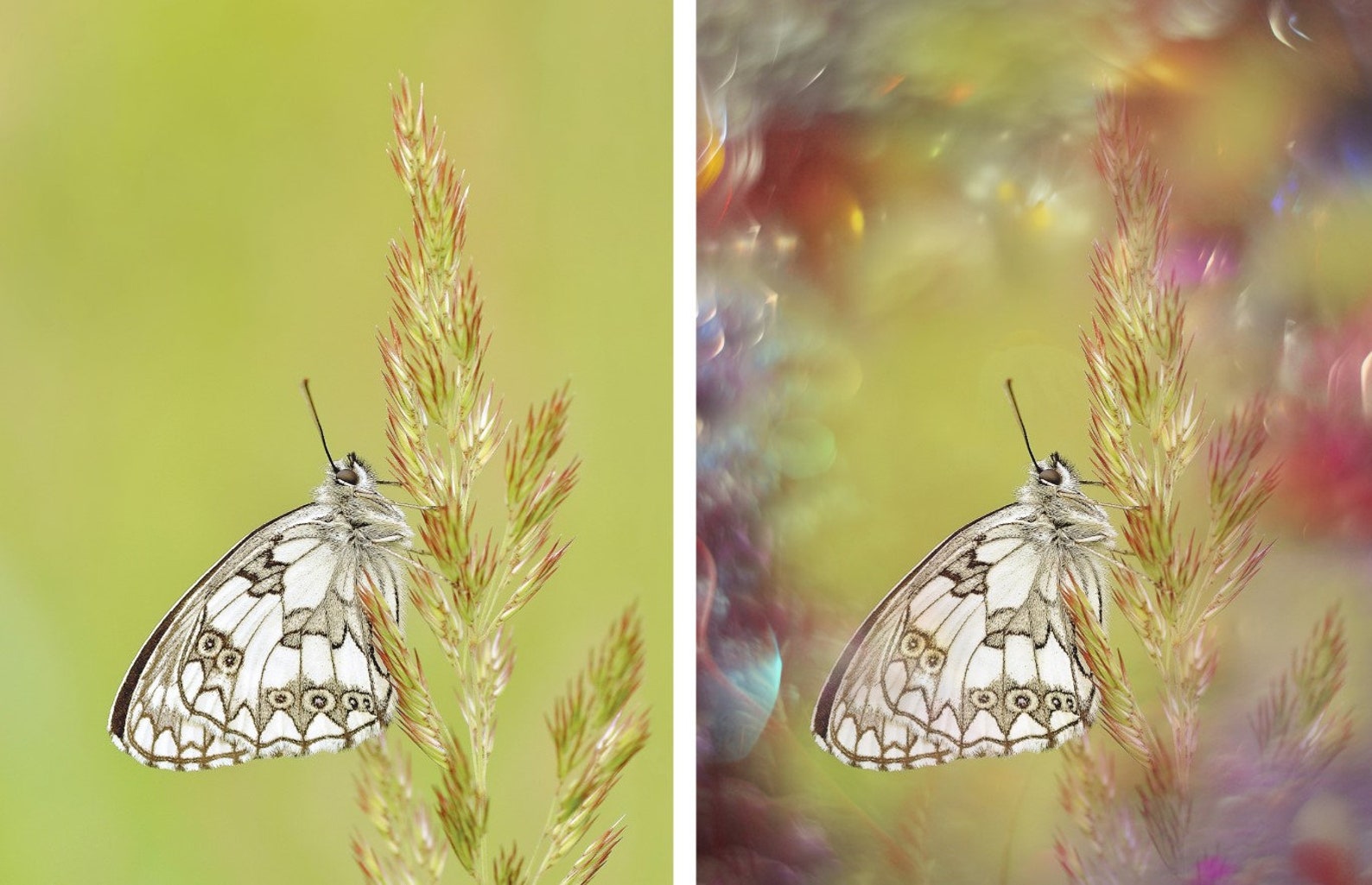 35 Helios Bokeh Overlays Photoshop Overlays Blossom Flowers | Etsy