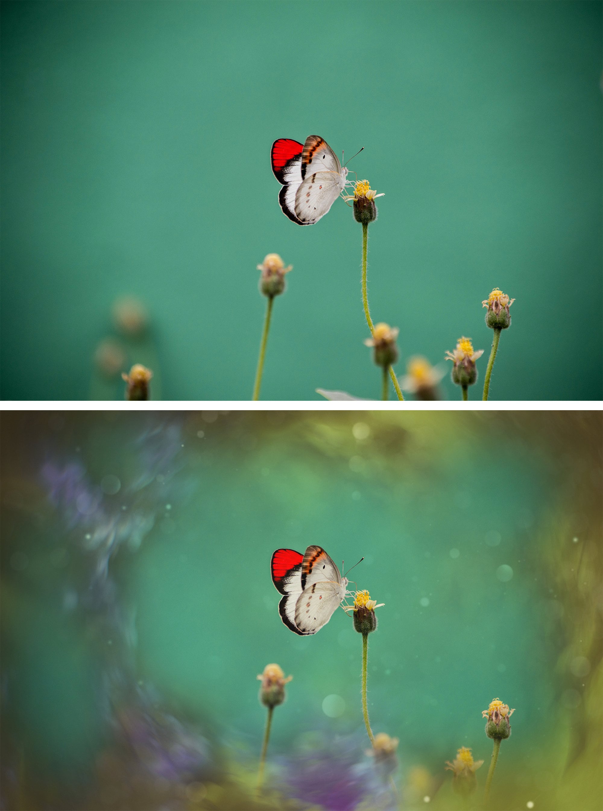 10 Swirly Bokeh Overlays Photoshop Overlays Blossom Flowers | Etsy