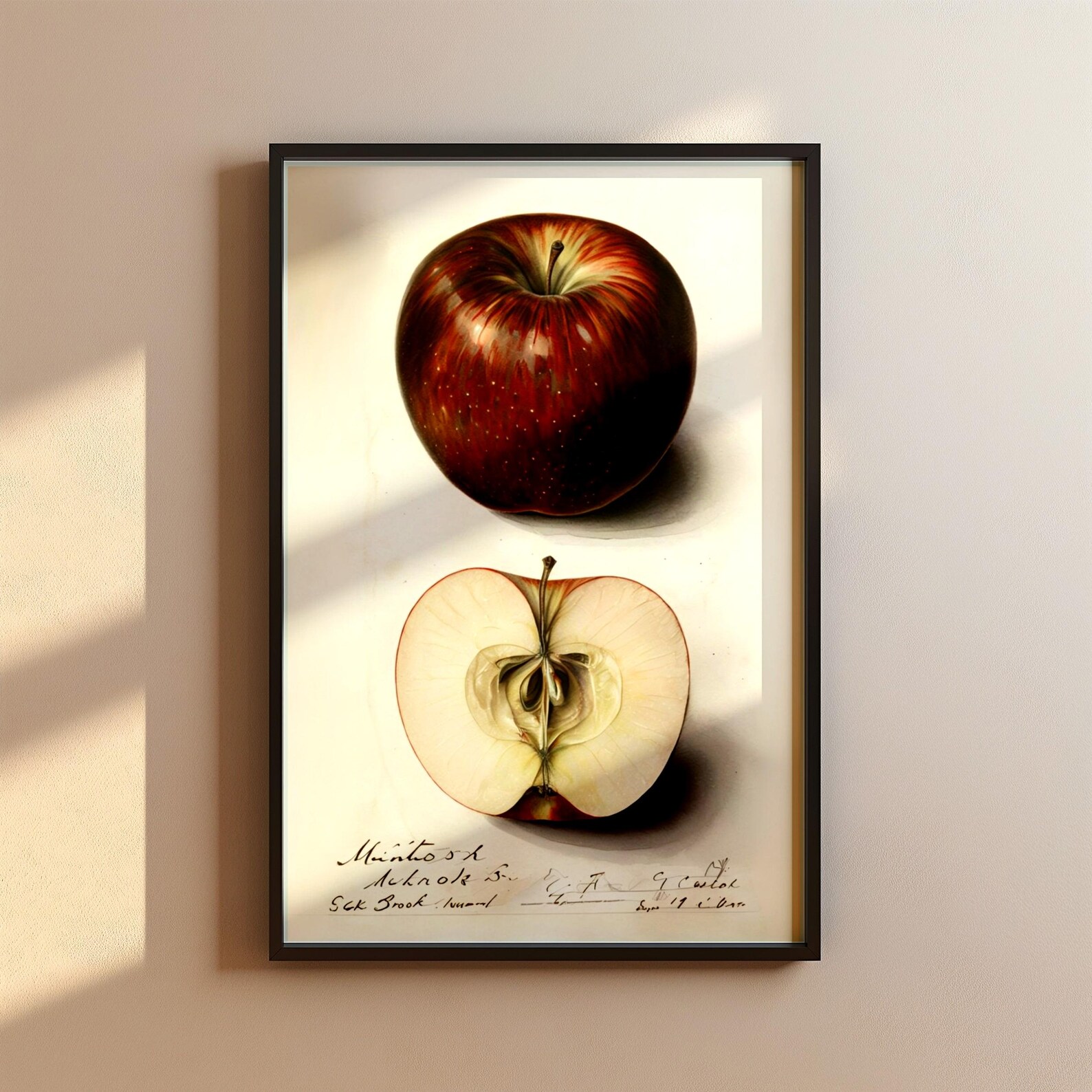 Vintage Apple Botanical Print, Mcintosh Apple Wall Art for Kitchen or ...